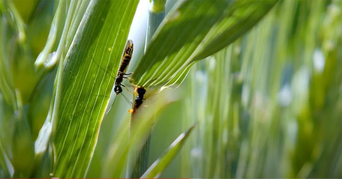 New Study Reveals Wheat Stem Sawfly Responsible for $33 Million in ...