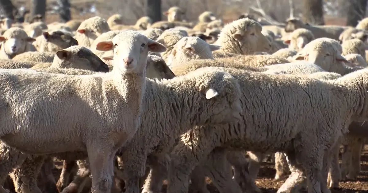 Inflation Taking It's Toll on Consumer Lamb Demand and Market Prices ...