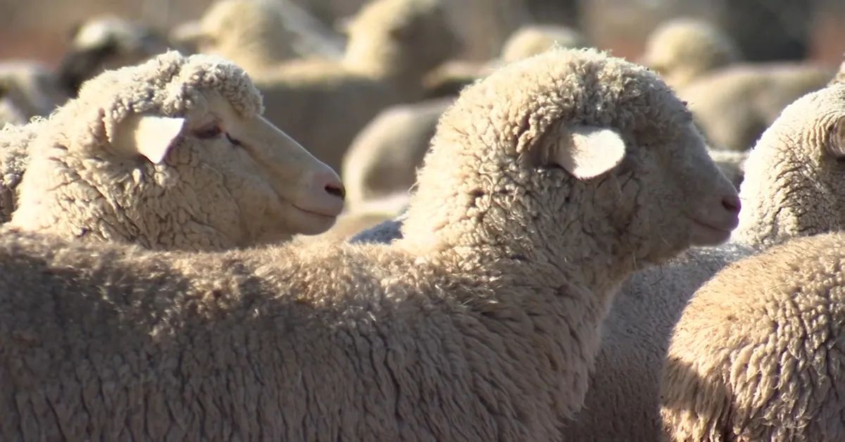 U.S. Sheep Industry Launches Sheep Genetics USA