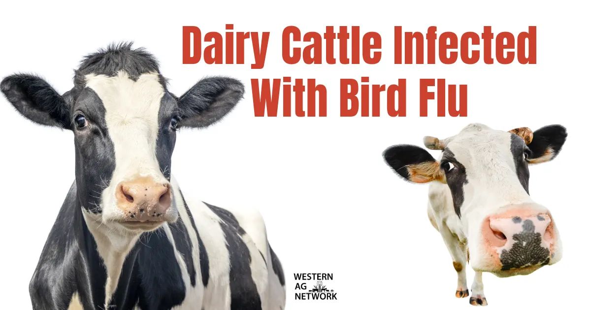 Dairy Cattle Infected With Bird Flu