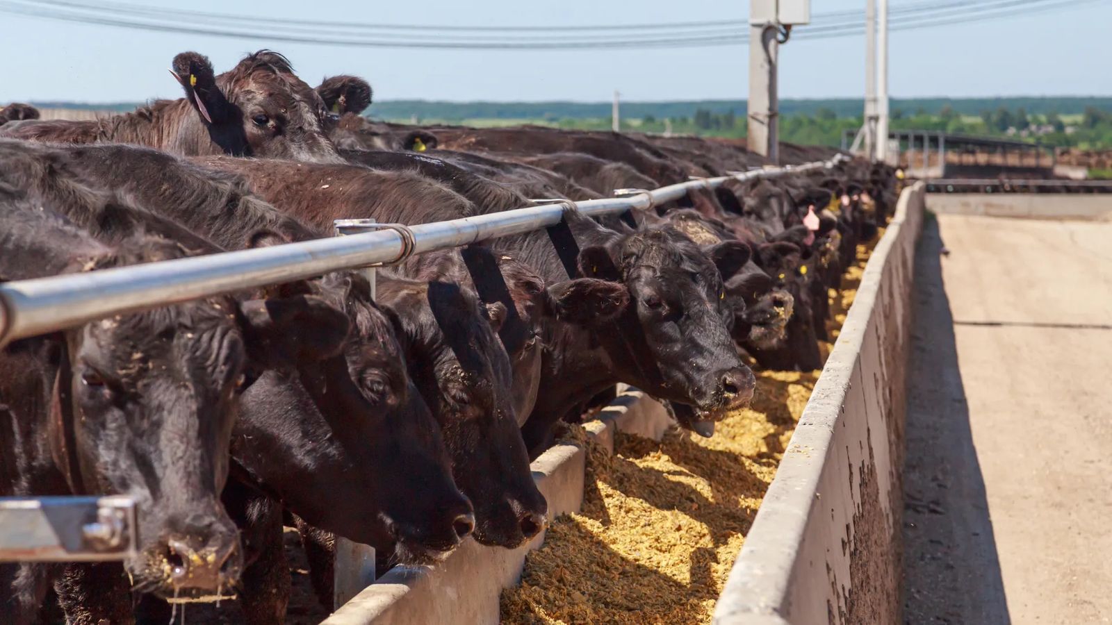 Cattle Genetics Pay Off: Grid Premiums for Generic Merit