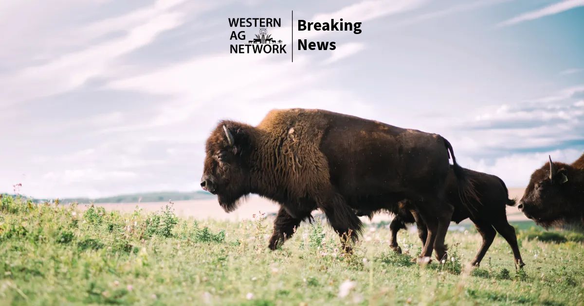 BLM: APR Bison Weren’t “Domestic Livestock” Under Taylor Grazing Act