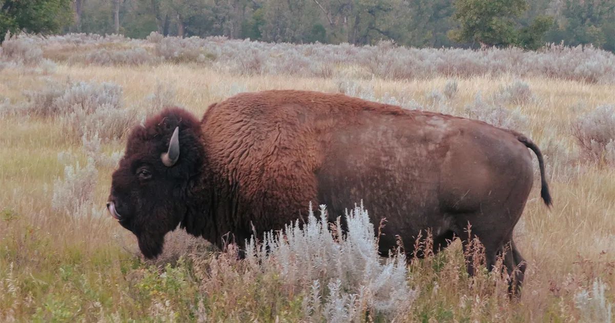 American Bison Meat Tariff Eliminated Under New EU Trade Deal
