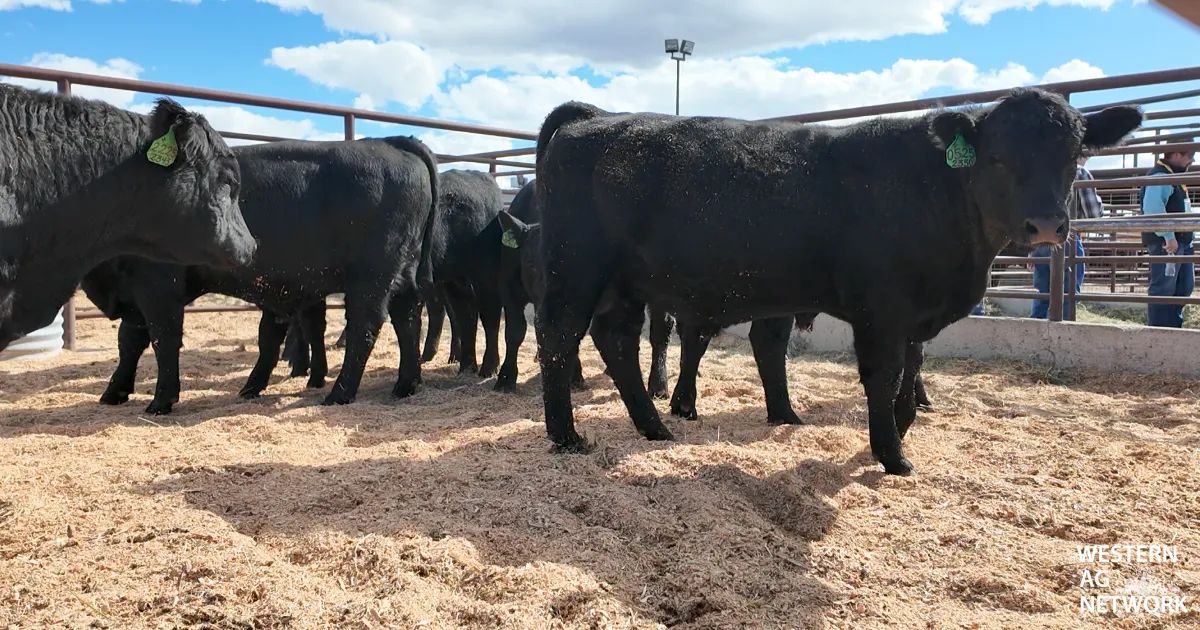 Thousand Hills Angus Hosts Montana Tour Stop