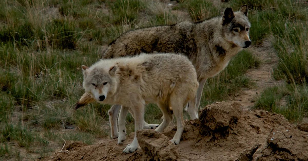 Survey on Wolf Depredation Compensation