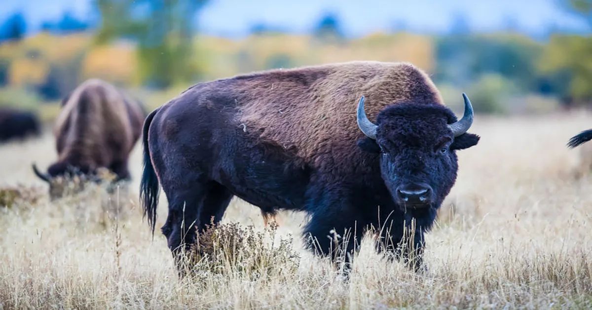 Challenge Grants Fuel Opportunities to Double Support for Bison Center ...