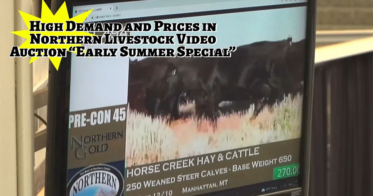 High Demand and Prices in Northern Livestock Video Auction "Early ...