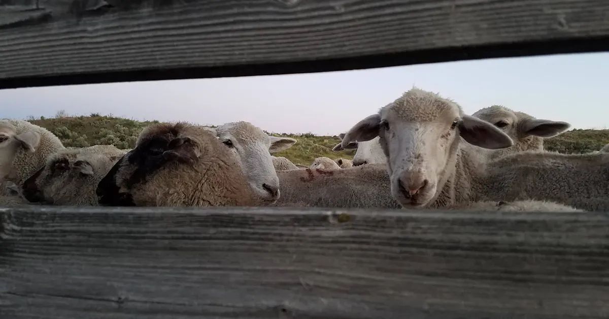 American Lamb Board Releases FY22 Report and New Strategic Plan