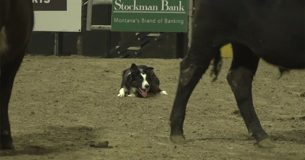 NILE Stock Show Hosts Mountain States Stockdog Association Trials