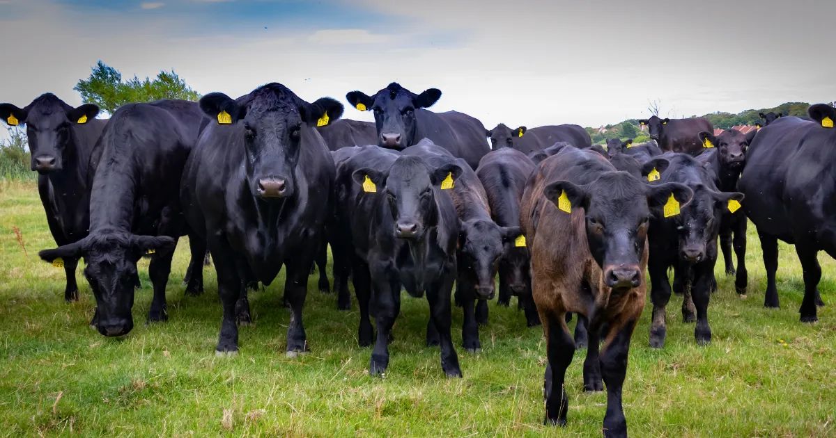 Cattle Market Summary 7.12.24