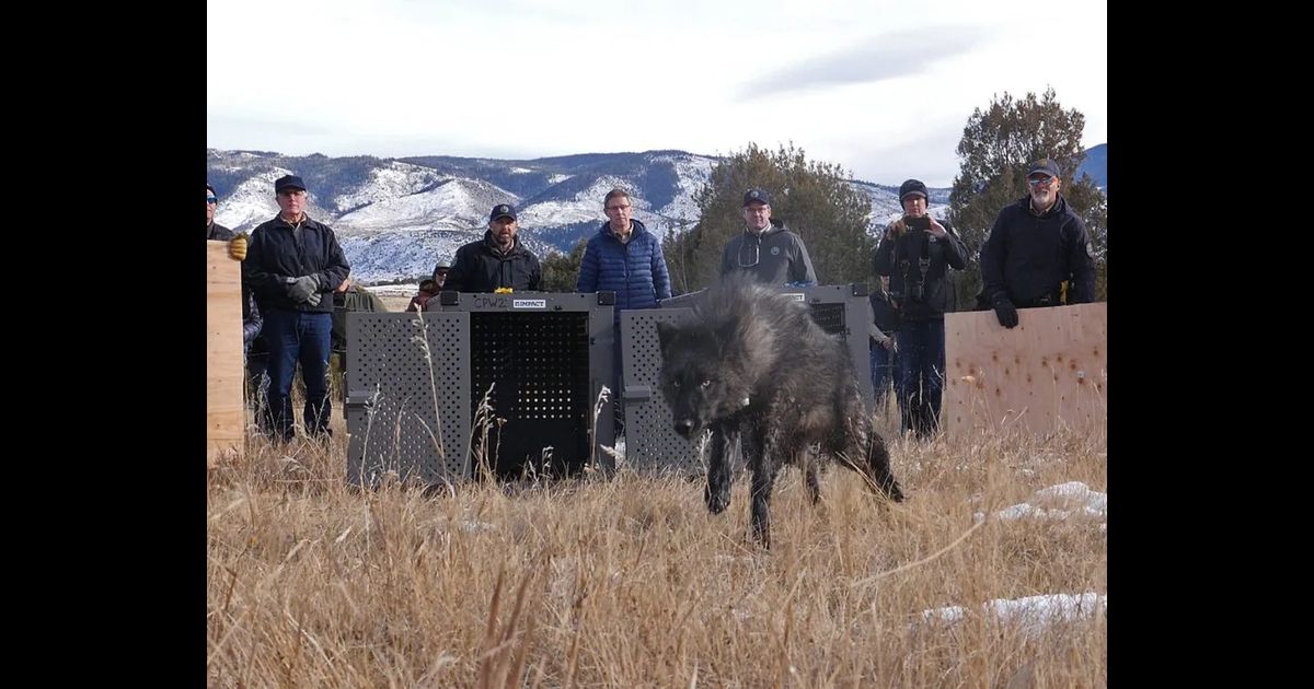 Citizen Group Revives Ballot Initiative to End Wolf Releases