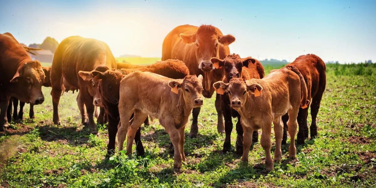 Benefits of Early Calving Increasing Due to Late Winter Warming