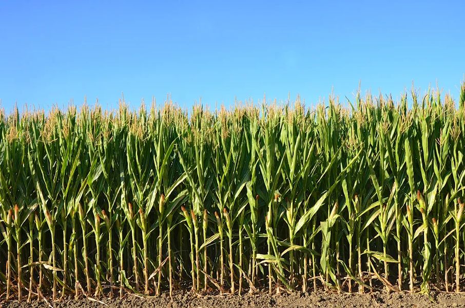 Use of Corn as an Acceptable Feedstock Clarified by the Department of ...
