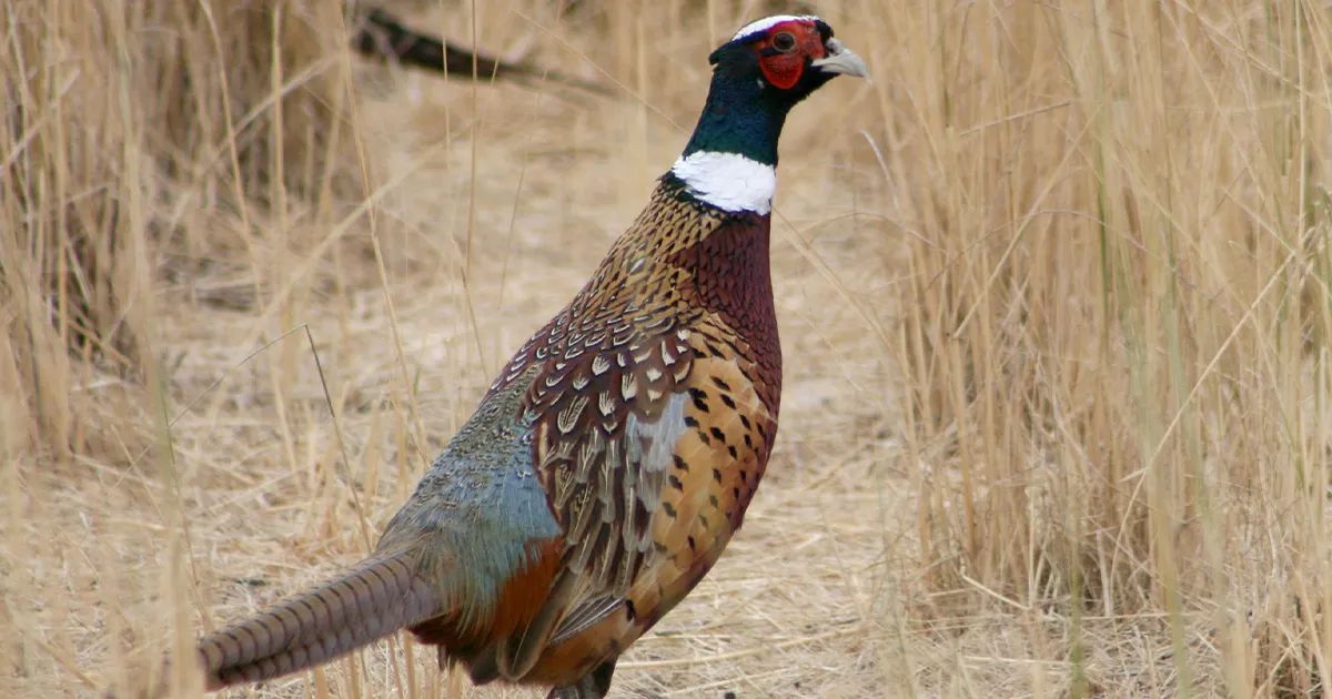 NACD, Pheasants Forever and Quail Forever Sign Memorandum of Understanding