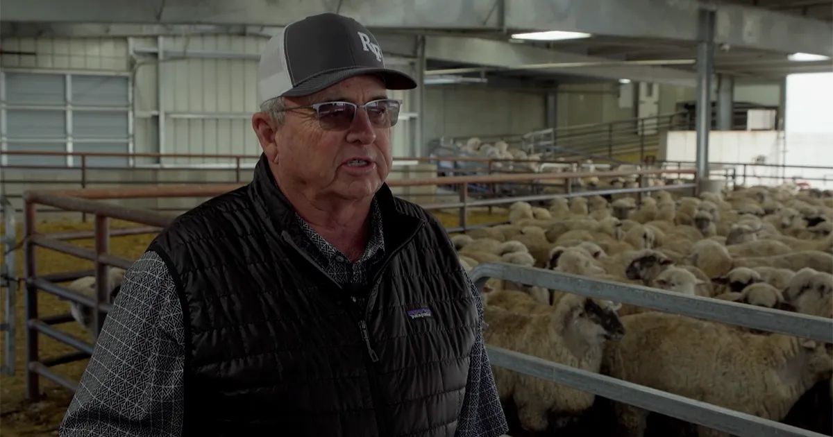 Colorado Lamb Processors An Industry Asset for Consumers and Producers
