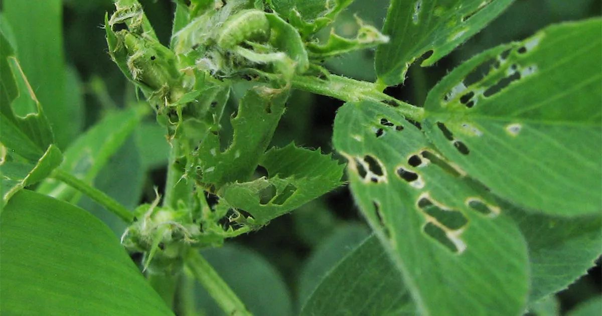 UW Extension Publishes Recommendations on Alfalfa Weevil Management