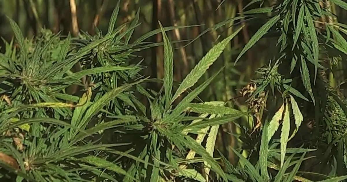 Montana Approves Use of Hemp in Commercial Animal Feed