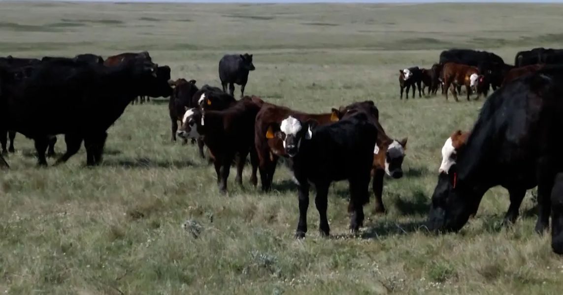 Cattle Industry Commits to Climate Neutrality by 2040