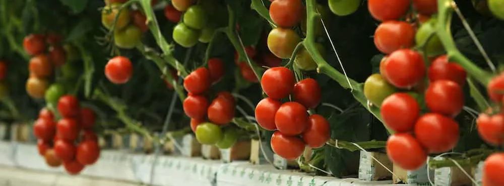 NextGen Ag Leadership Program Awards Grants to Support Youth in Agriculture