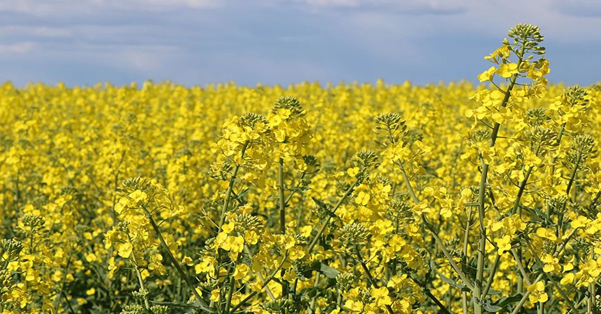 Oilseed Growers in Montana Will Vote to Establish Checkoff for Industry ...