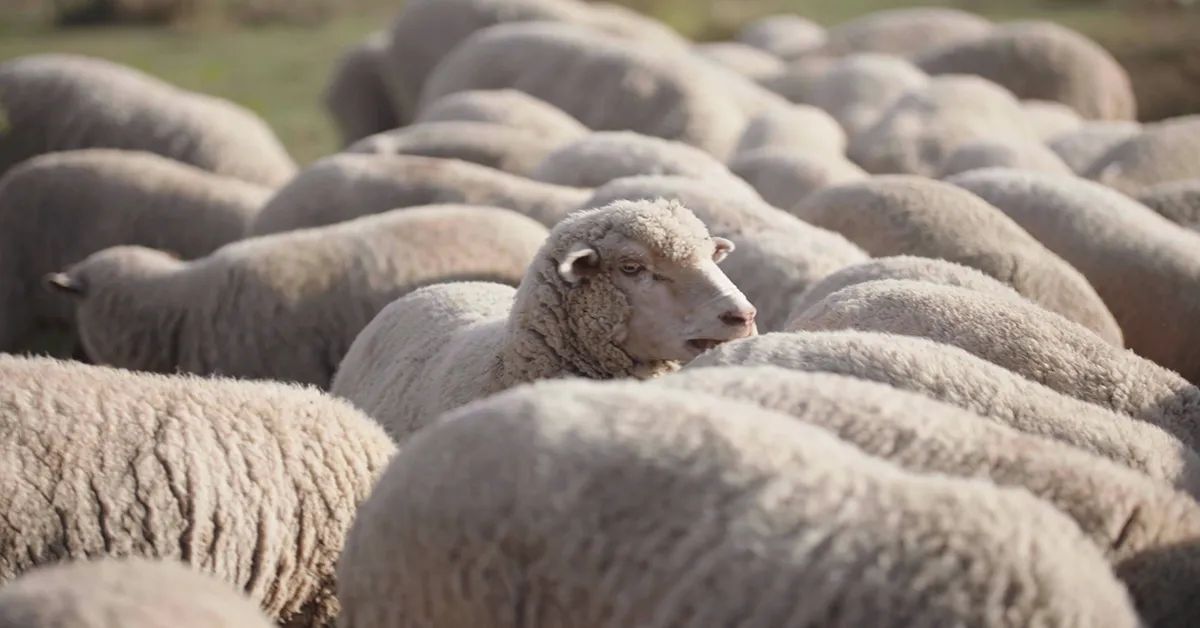 Understanding the Role of AWEX Wool Price Reporting