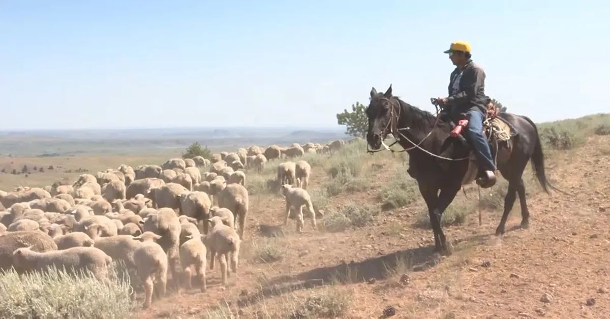 Sheep Producers Watching California and Colorado H-2A Herders Wage Battles