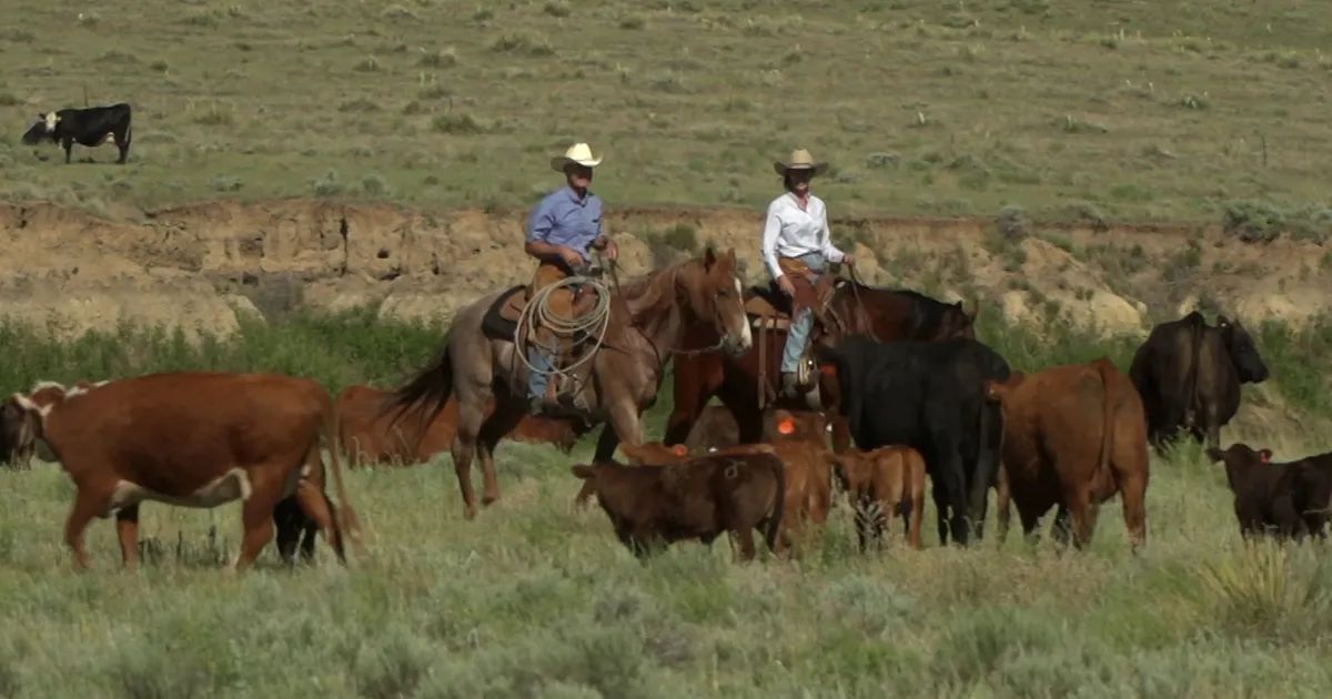 Colorado Cattlemen's Association Annual Convention Kicks Off Today in ...