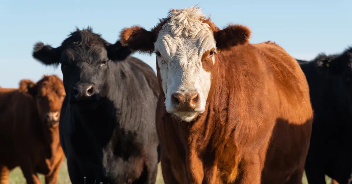 Beef Breakdown: How Cattle Feed Impacts Nutrition