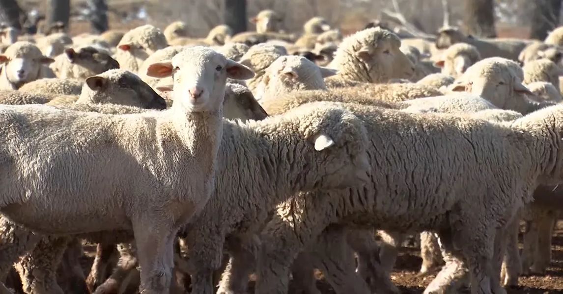 Report Assesses Sheep Industry in 2020
