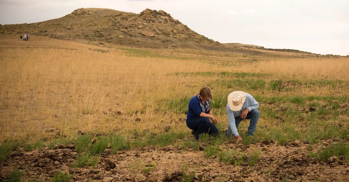 Cattle Hard at Work in Eastern Montana