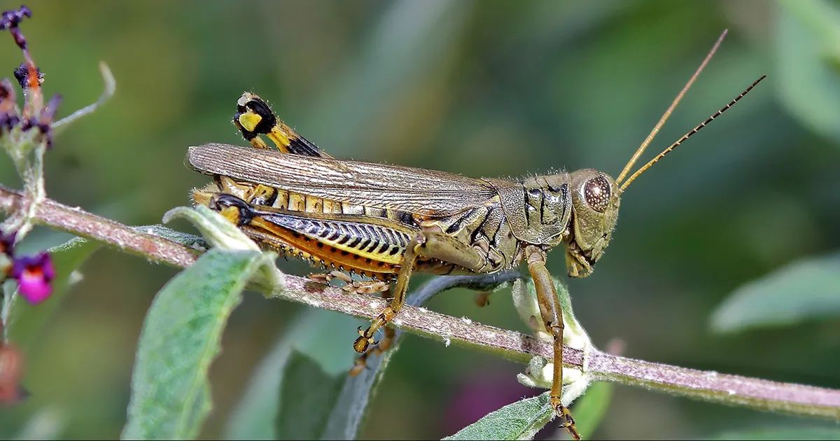 Grasshoppers and Mormon Crickets Are Back This Summer
