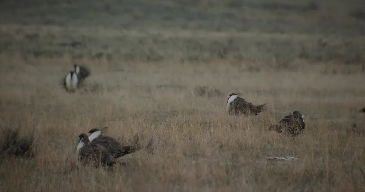 Public Meetings on Updated BLM Greater Sage Grouse Management Plan ...
