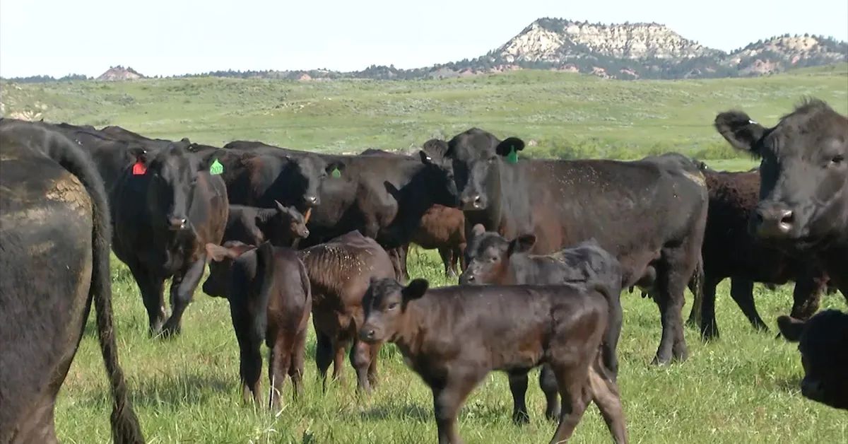 Cattle Inventory Report Reveals Smallest Beef Herd Since 2014