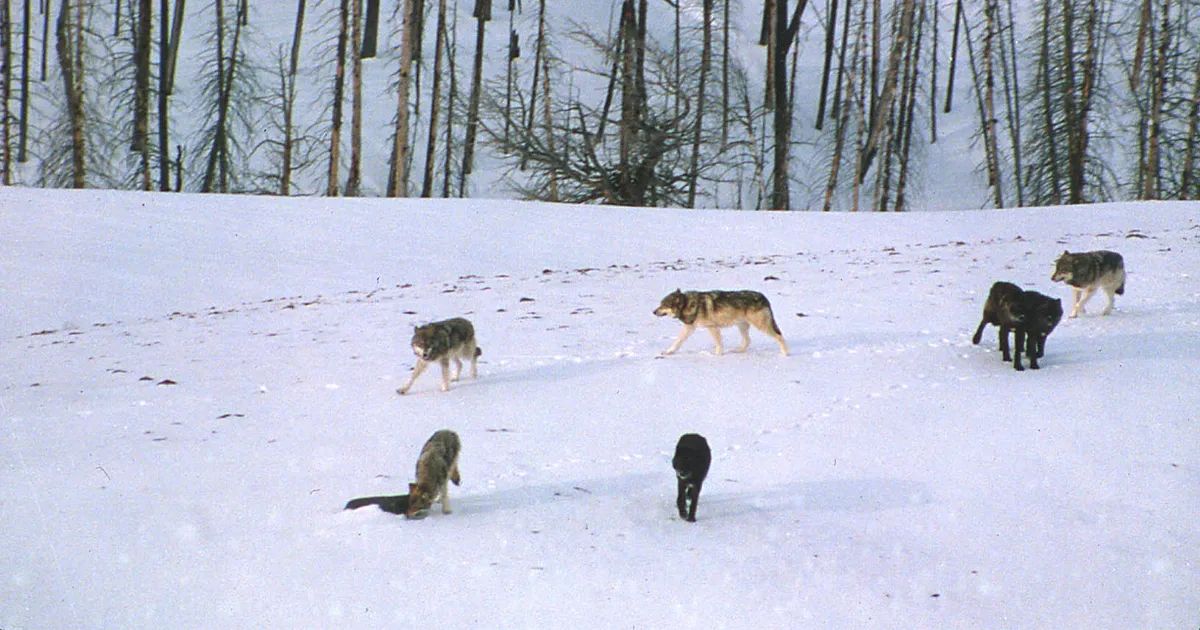 USFWS Director Tells Colorado No More Wolves from Canada