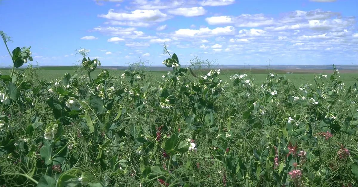 Pulses are the Ideal Regenerative Ag Crop