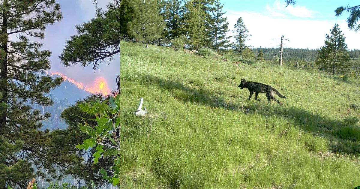 Colorado Wolf Update: Secret phone calls, fires, and another dead in ...