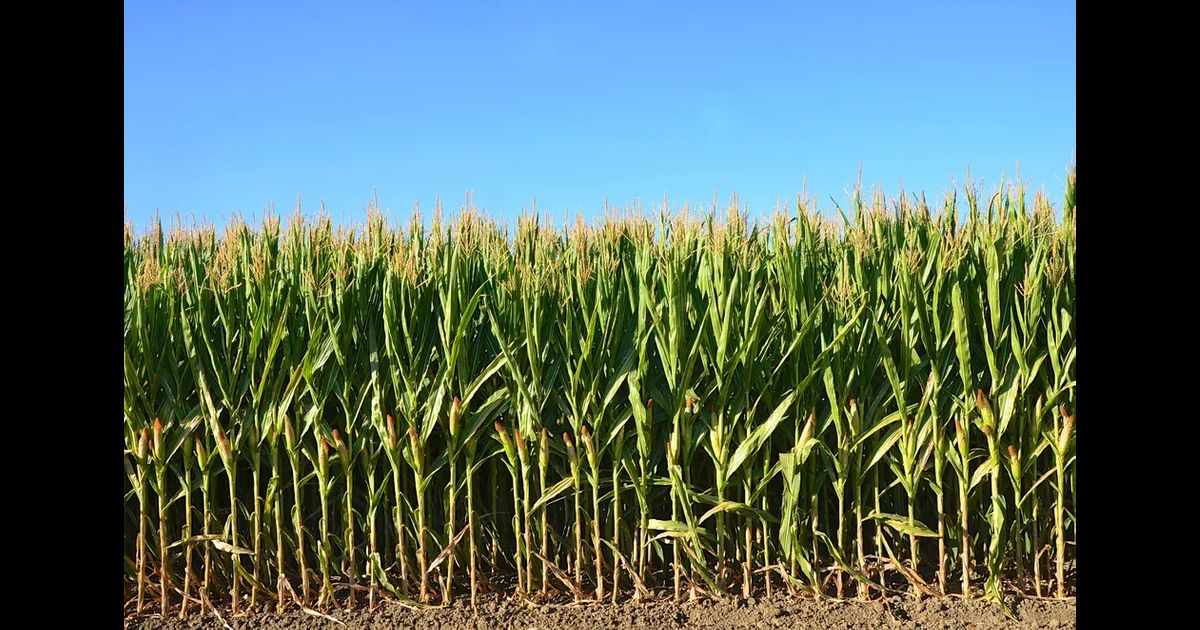 Use of Corn as an Acceptable Feedstock Clarified by the Department of ...