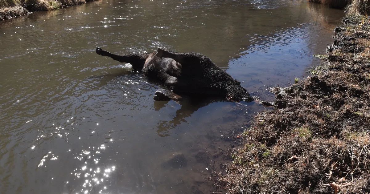 Preventing a Precedent: USFS Aerial Gunning of Estray Cattle