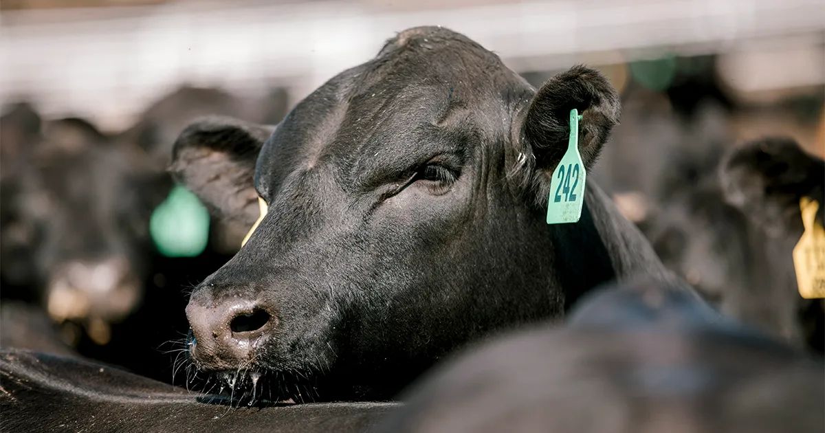 National Beef USPB Reflect on First Year of Genetics-Based Grid Premiums