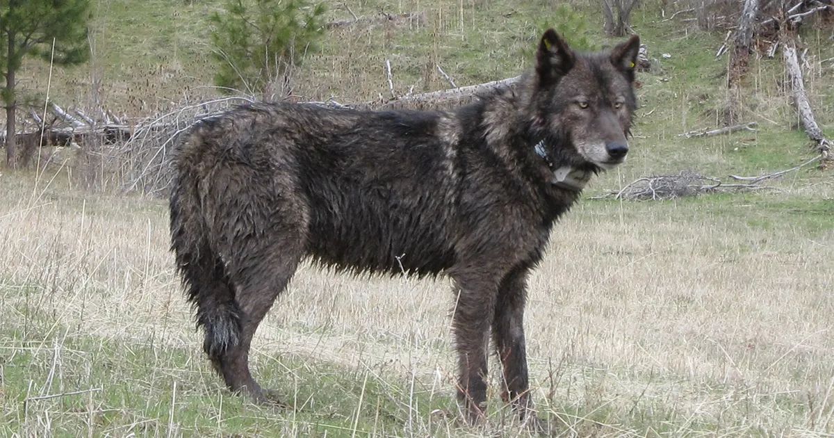 Wyoming Senators Send USFWS Message: Keep Gray Wolf Management in ...