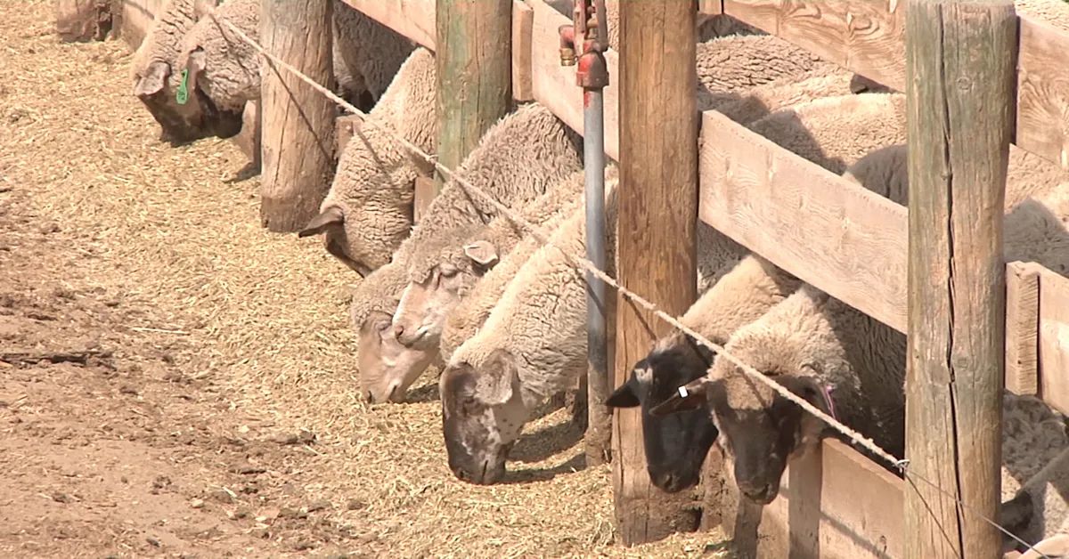 Double J Buys Texas Lamb Plant Double J Buys Texas Lamb Plant