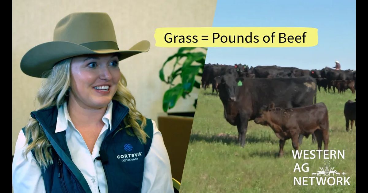 Grass = Pounds of Beef