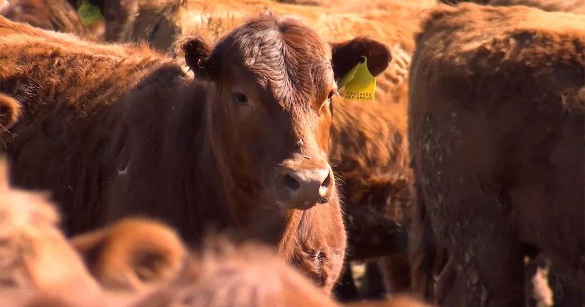 Cargill Invests $1 Million in Research on Methane Reduction in Cattle
