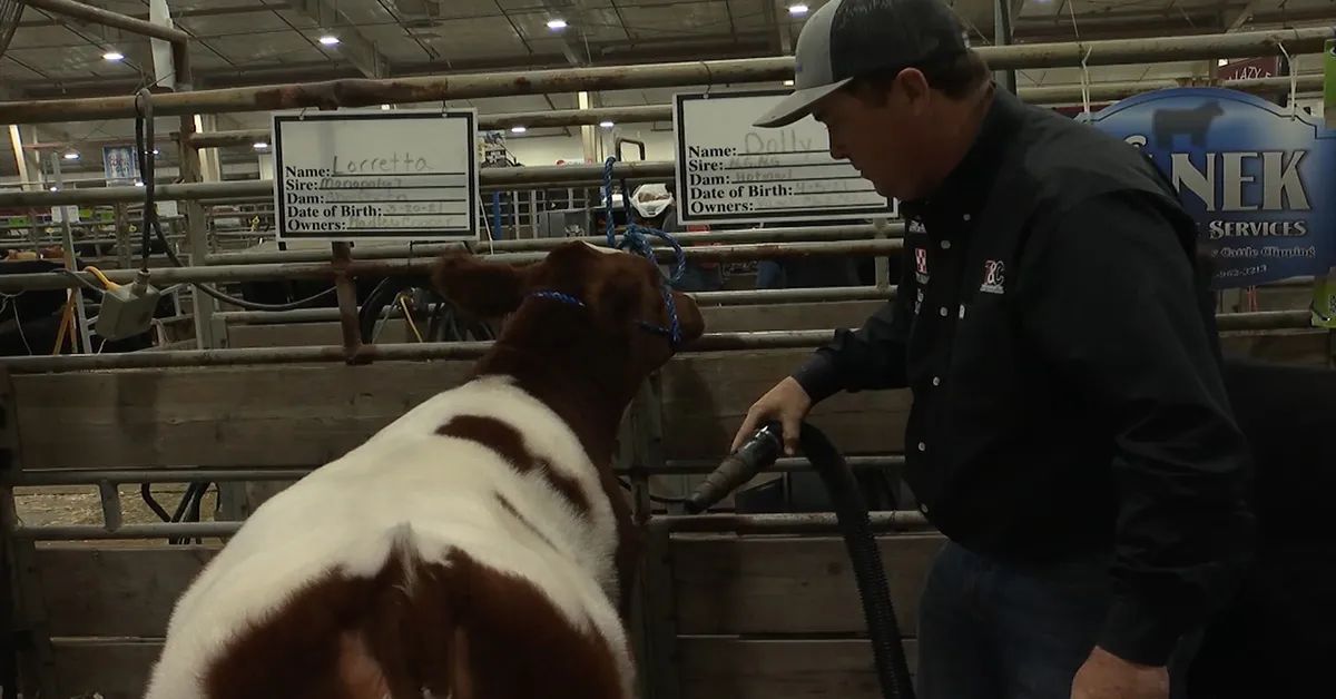 Montana Family Finds Success Raising Club Calves
