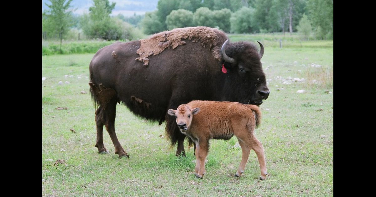 Eight Senators Urge USDA Assistance for Bison Ranchers