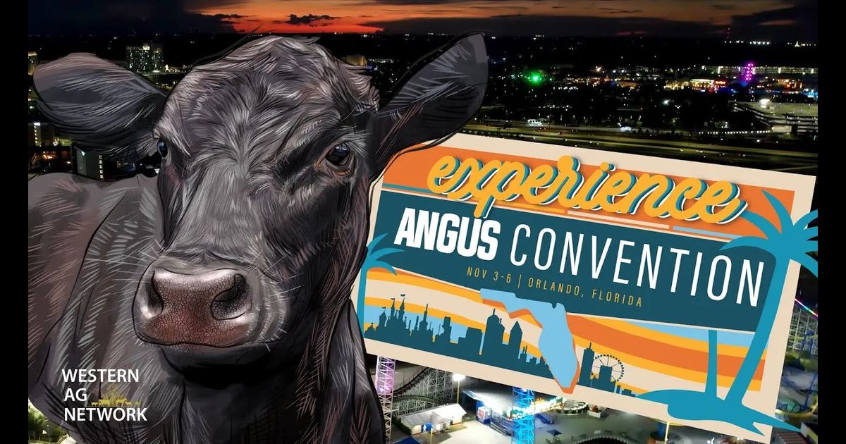Reaching New Heights: Angus Convention 2023