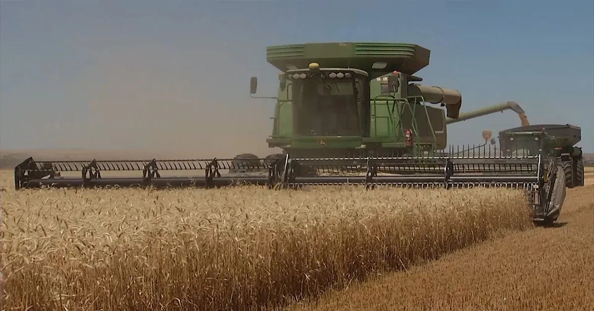 Montana Farmer Sells Wheat for a 50-Cent Per Bushel Premium with ...