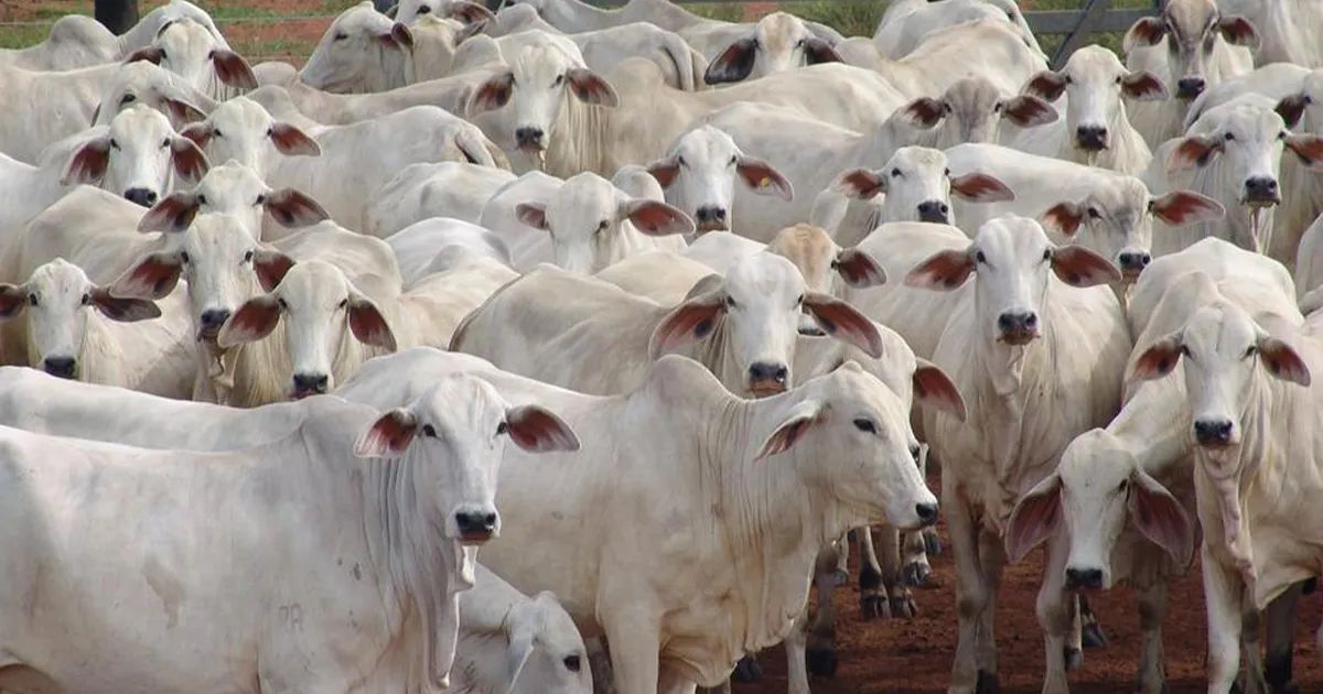 Brazil Confirms BSE Case